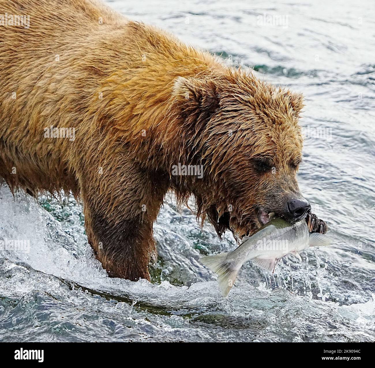A closeup shot of a brown grizzly bear devouring a bloody prey fish in ...