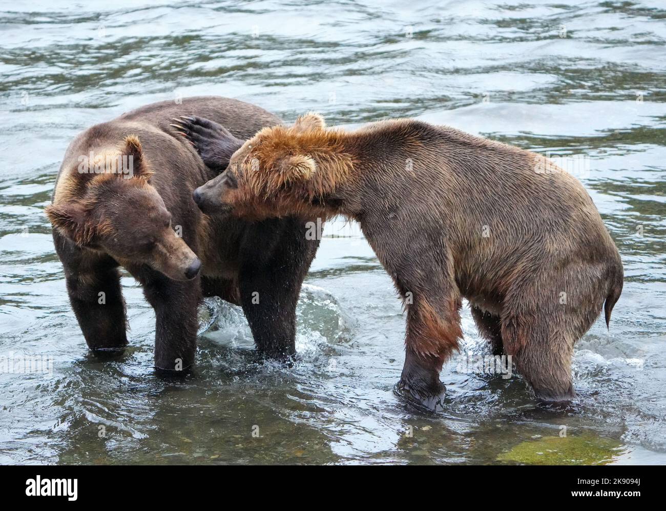 A pair of brown grizzly bears fighting in a flowing river Stock Photo ...