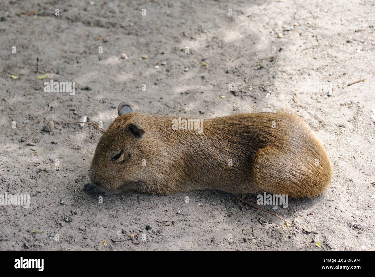 A Capybara laying on the ground, close-up Stock Photo - Alamy