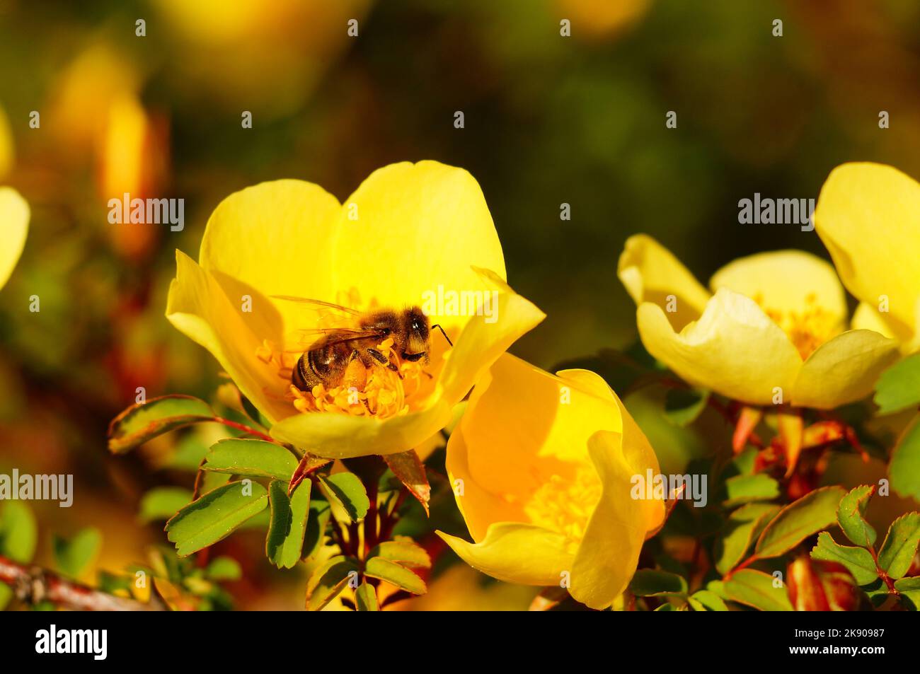 Honey bee with filled pollen pouches on the yellow blossom of a Rosa ...
