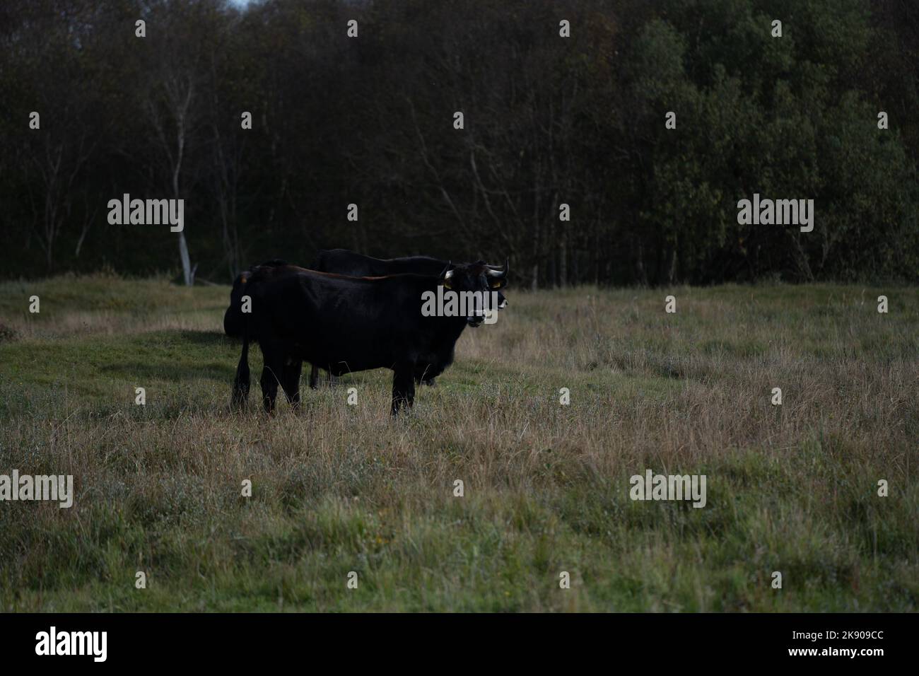 Two black cows hi-res stock photography and images - Alamy