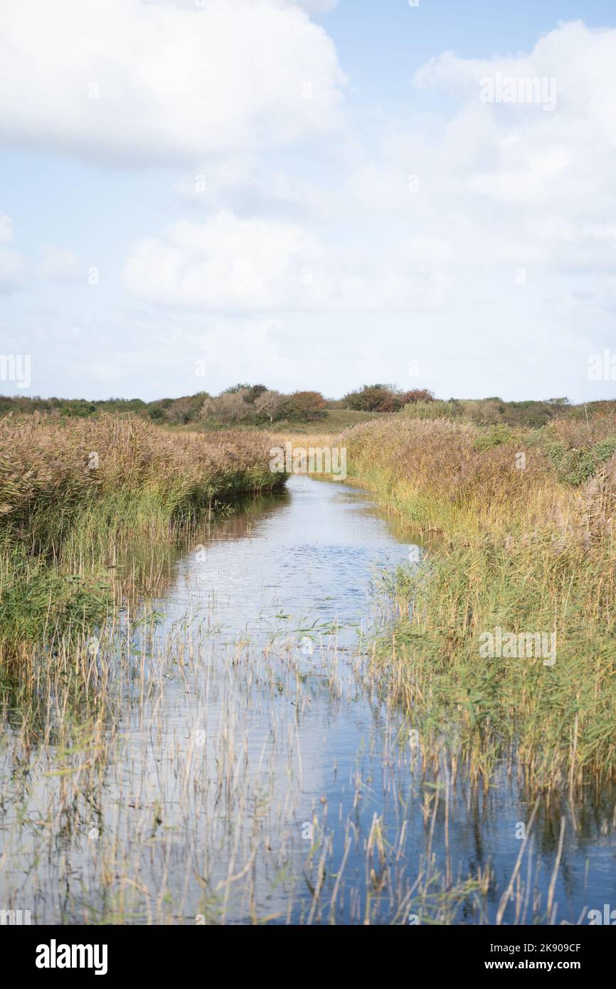 A vertical shot of a swamp on a meadow with trees and a cloudy sky in ...