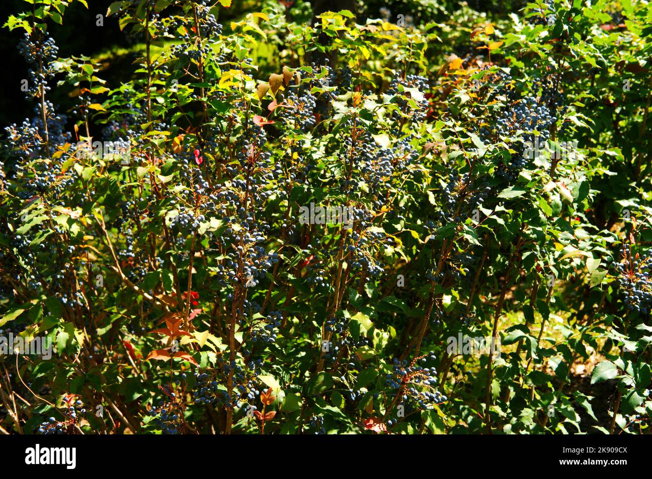 Purple wild berries in nature with green leaves in a sunny summer day ...
