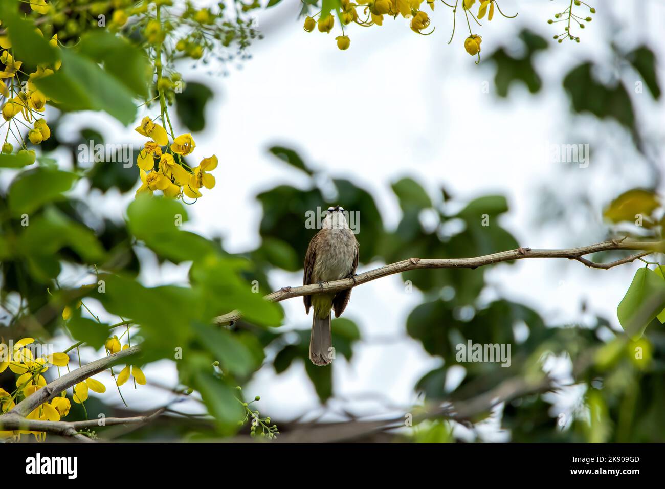 A yellow-vented bulbul perched on a branch among green leaves and ...