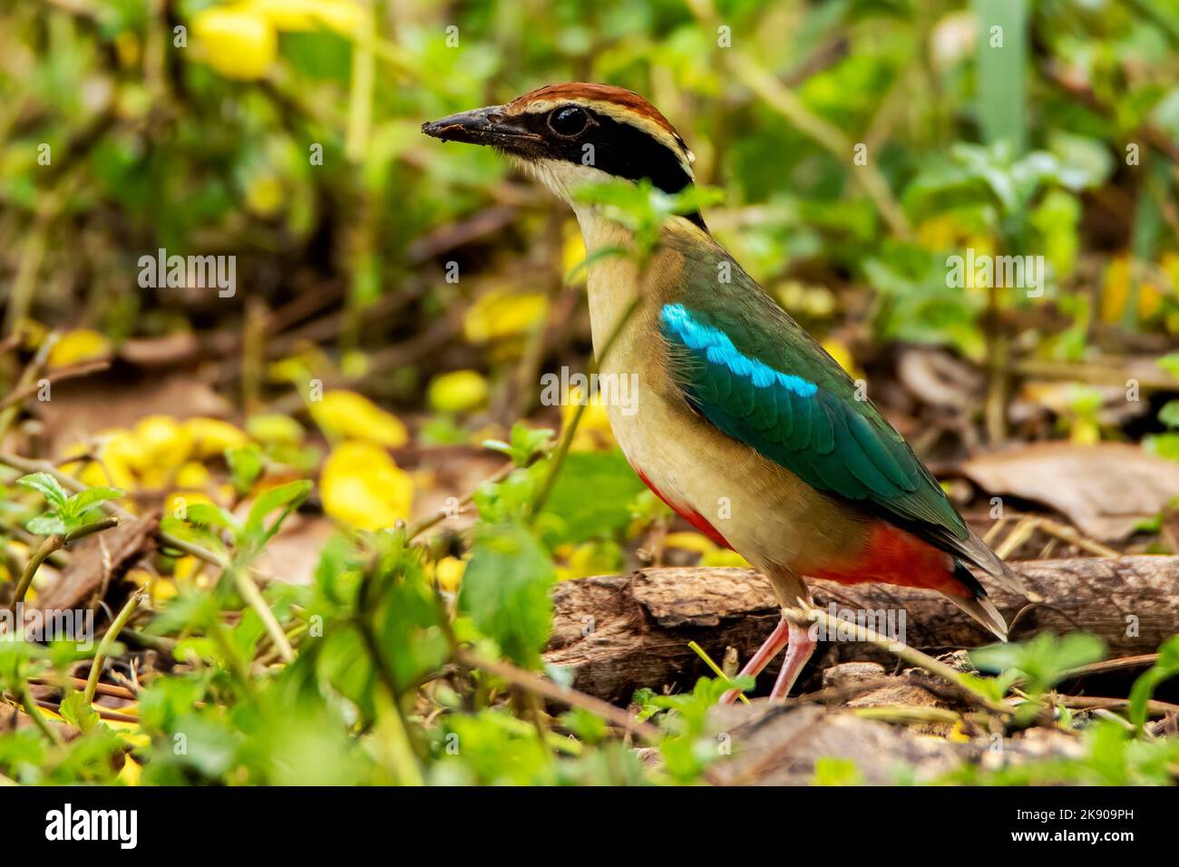 Fairy pitta pitta nympha hi-res stock photography and images - Alamy