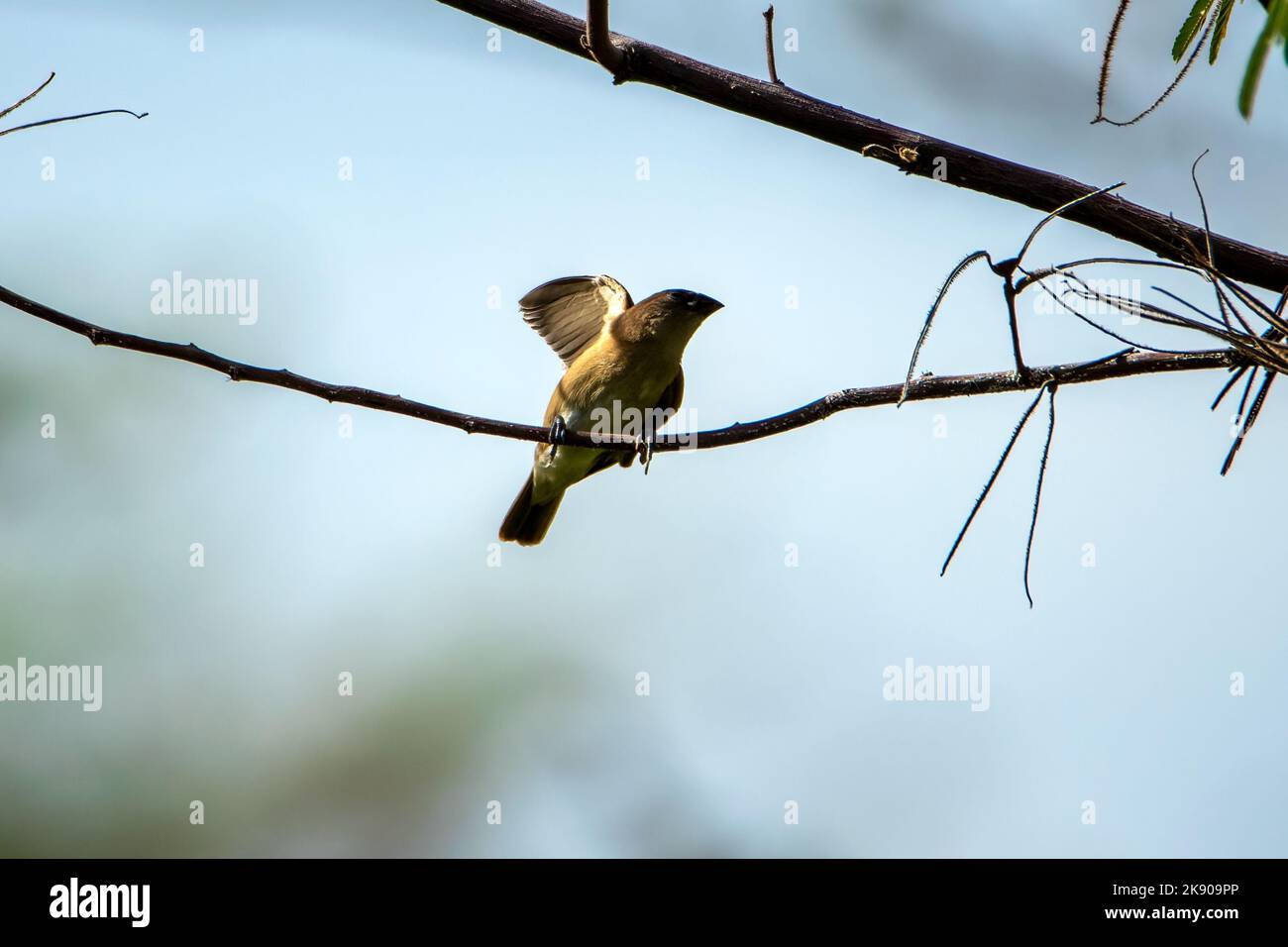 A shallow focus shot of a brown bird perched on a branch Stock Photo ...