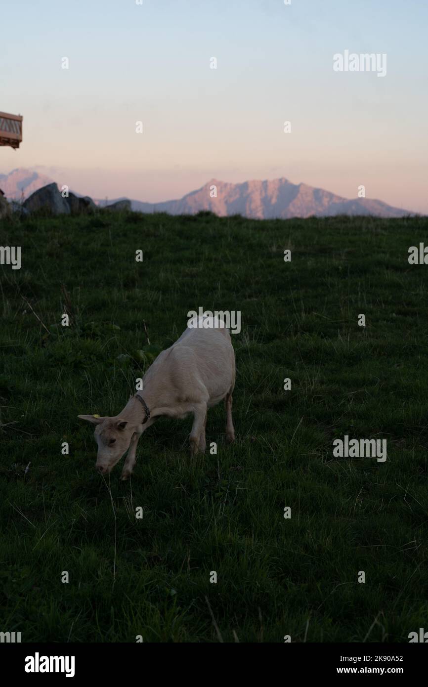 A vertical shot of a Goat on top of a mountain in Italy on a golden ...