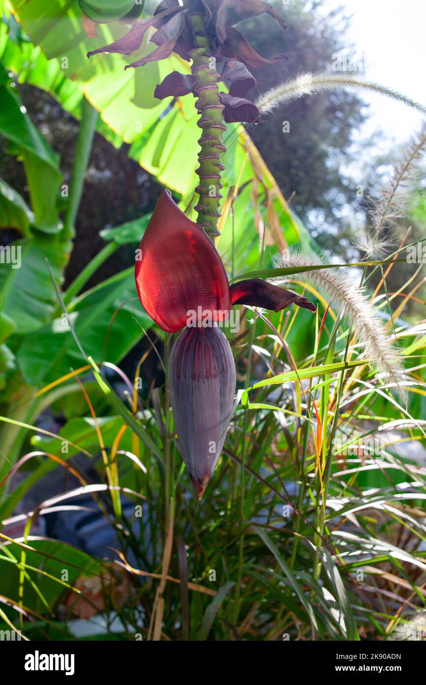 Banana trees are bearing fruit. Close-up bunch of still unripe green mini bananas growing on a ...
