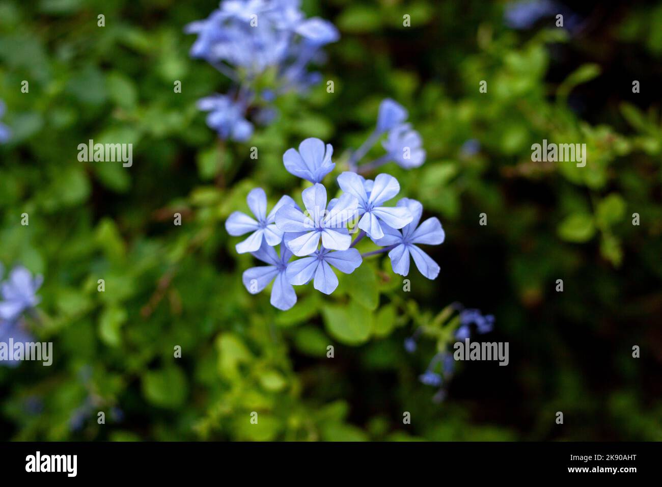 Plumbago auriculata. Cape leadwort. Cape leadwort in the garden. Blue ...