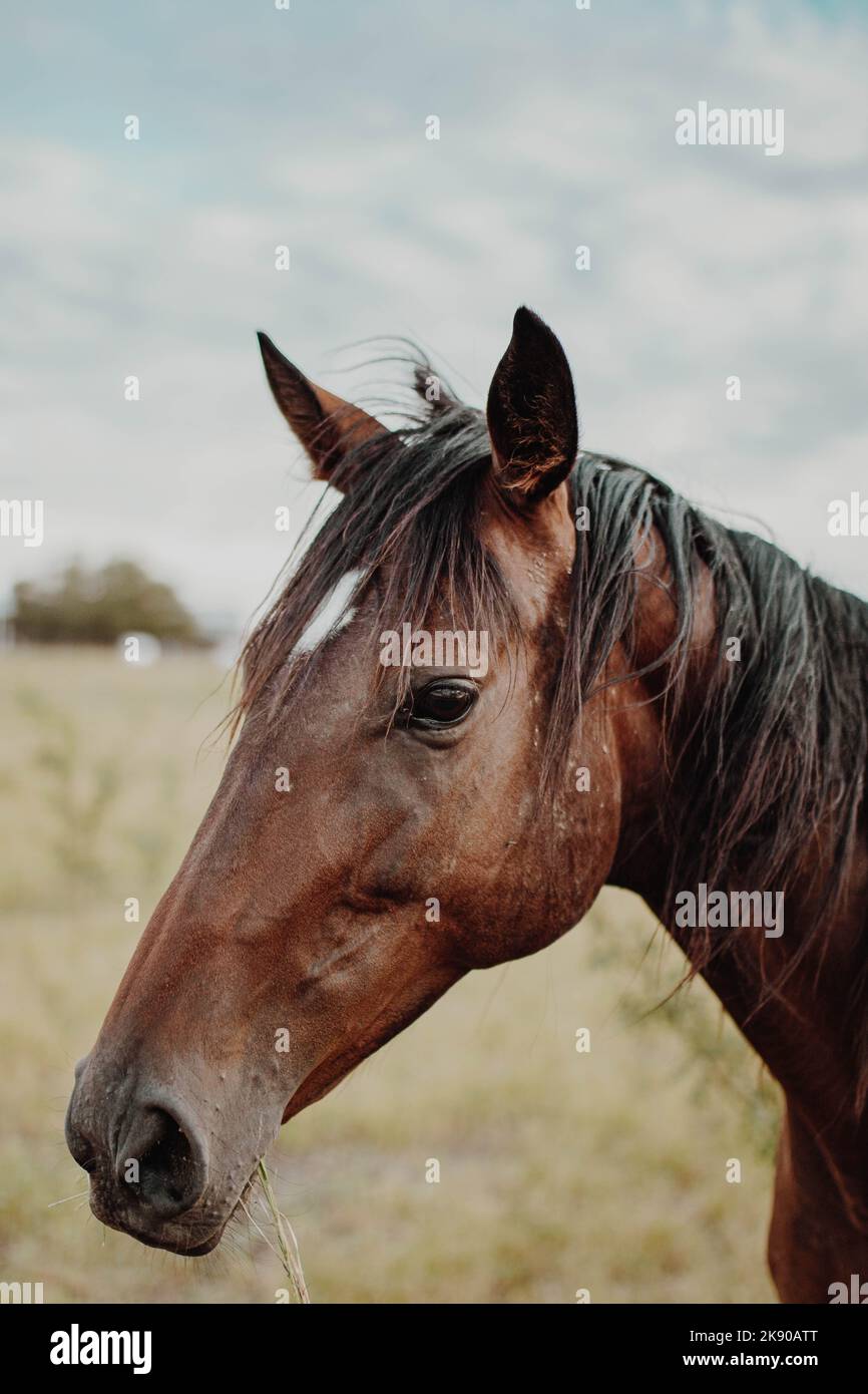 A selective of a brown horse face Stock Photo - Alamy