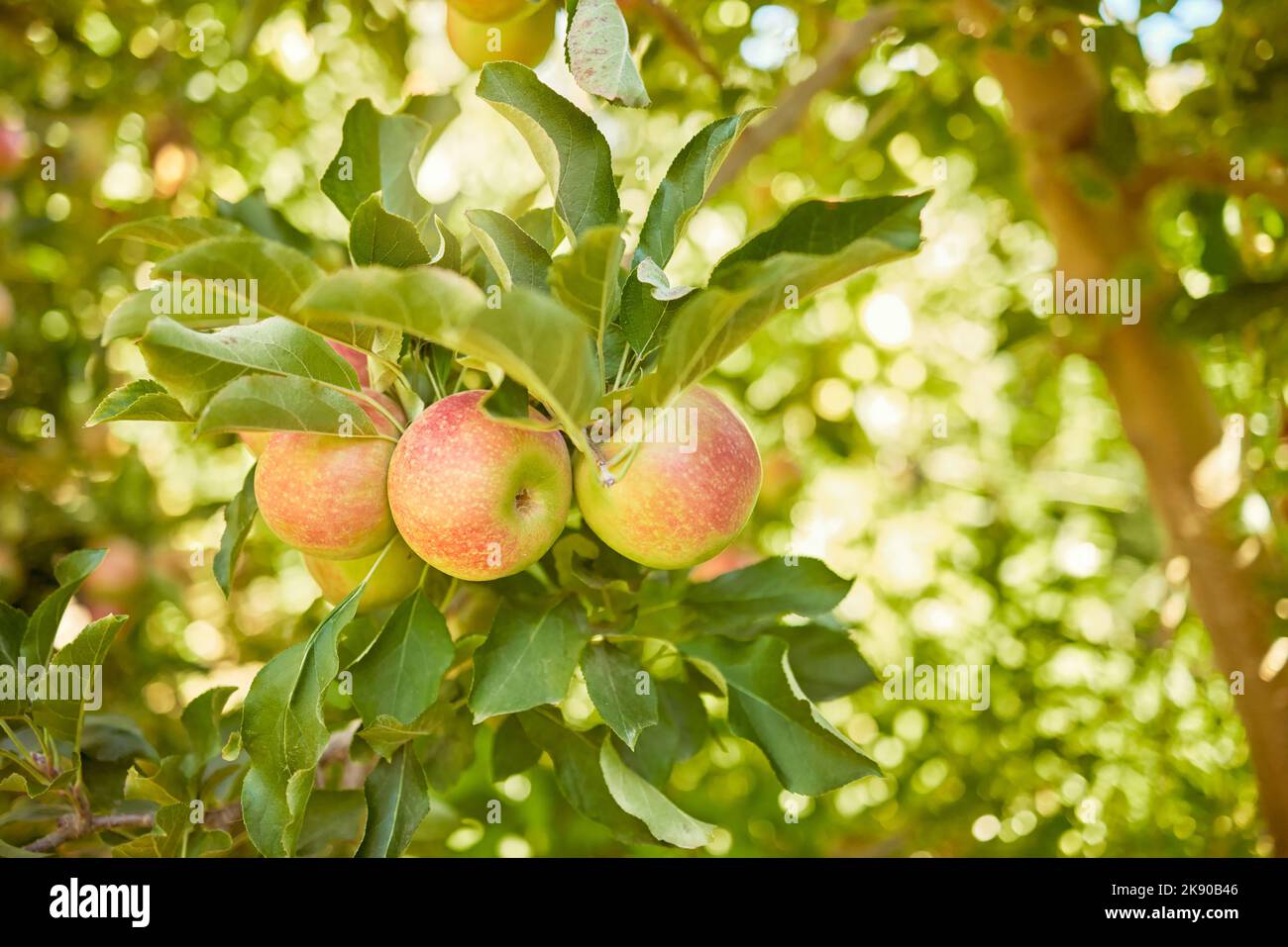 Apple, farm or garden with trees for harvest on field of sustainable ...
