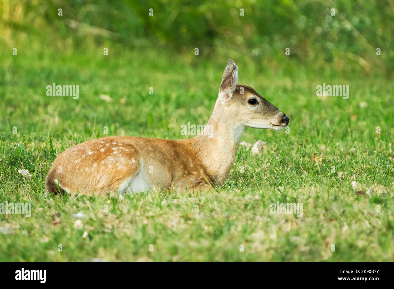 A white-tailed fawn resting in the green field Stock Photo - Alamy