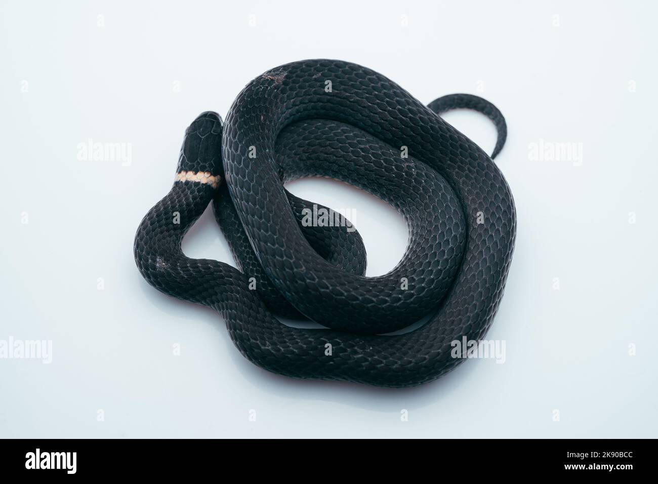 A macro of a ring-necked snake Stock Photo - Alamy