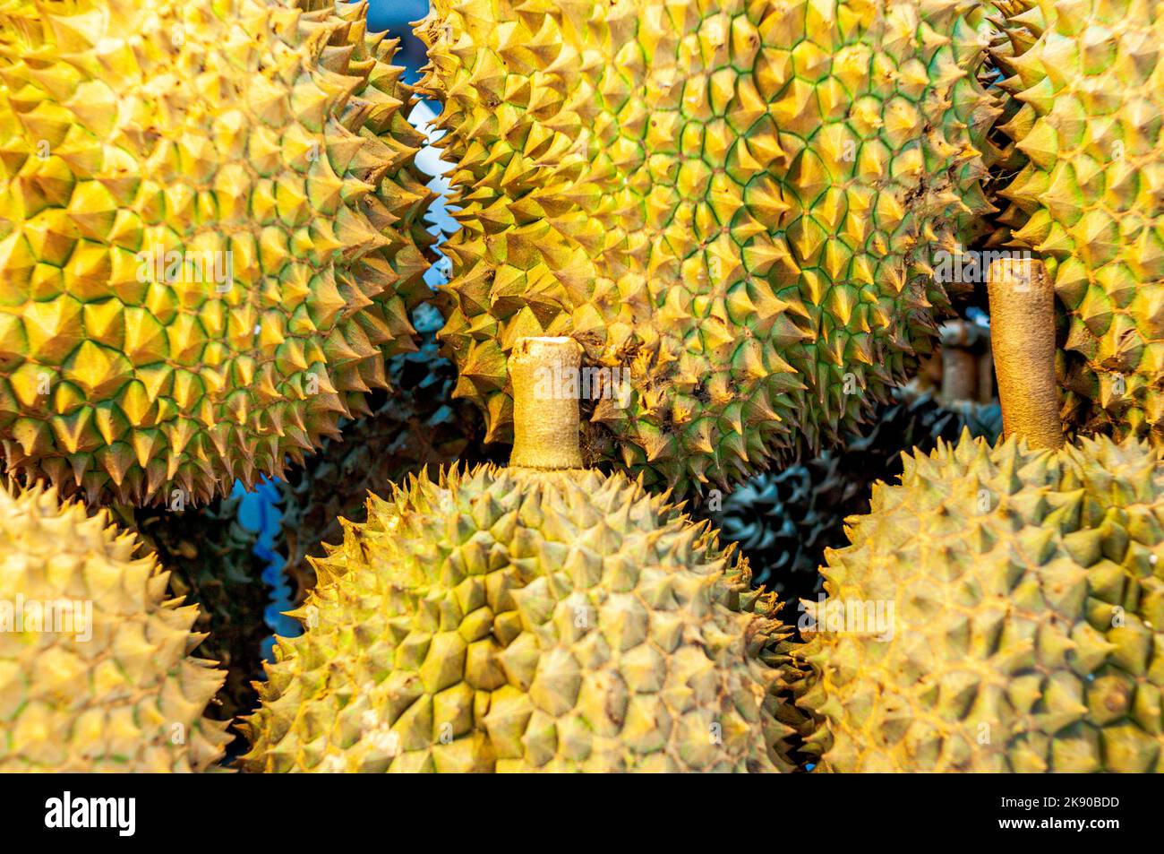 Close up of Durian Fruit Stock Photo - Alamy