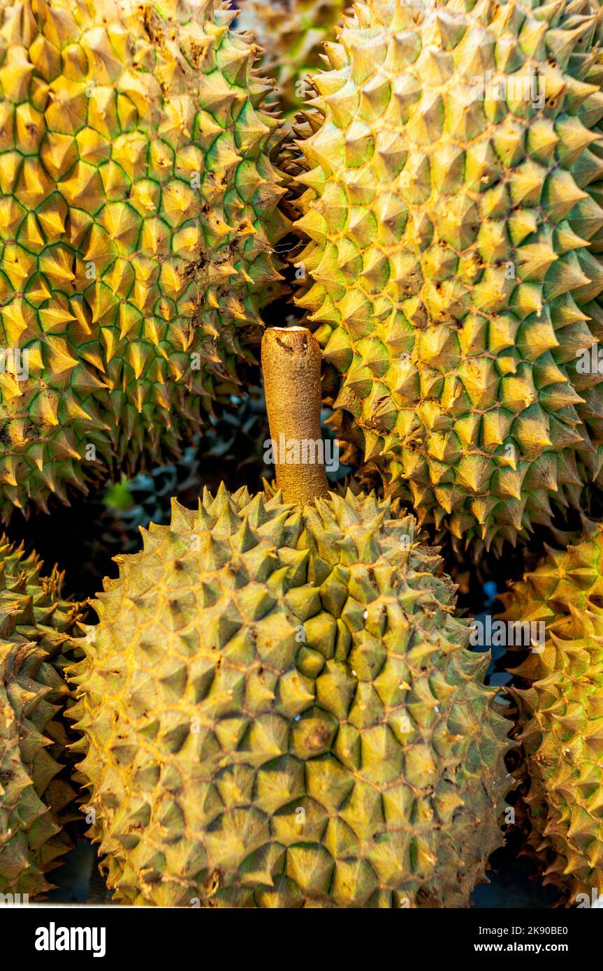Close up of Durian Fruit Stock Photo - Alamy