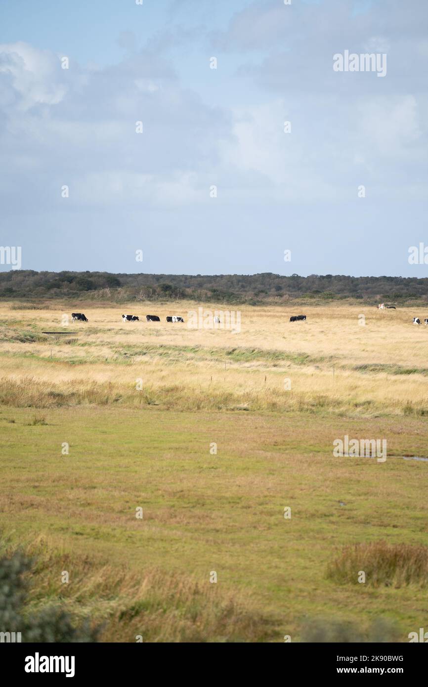 A vertical shot of a rural grassland field with grazing animals in the ...