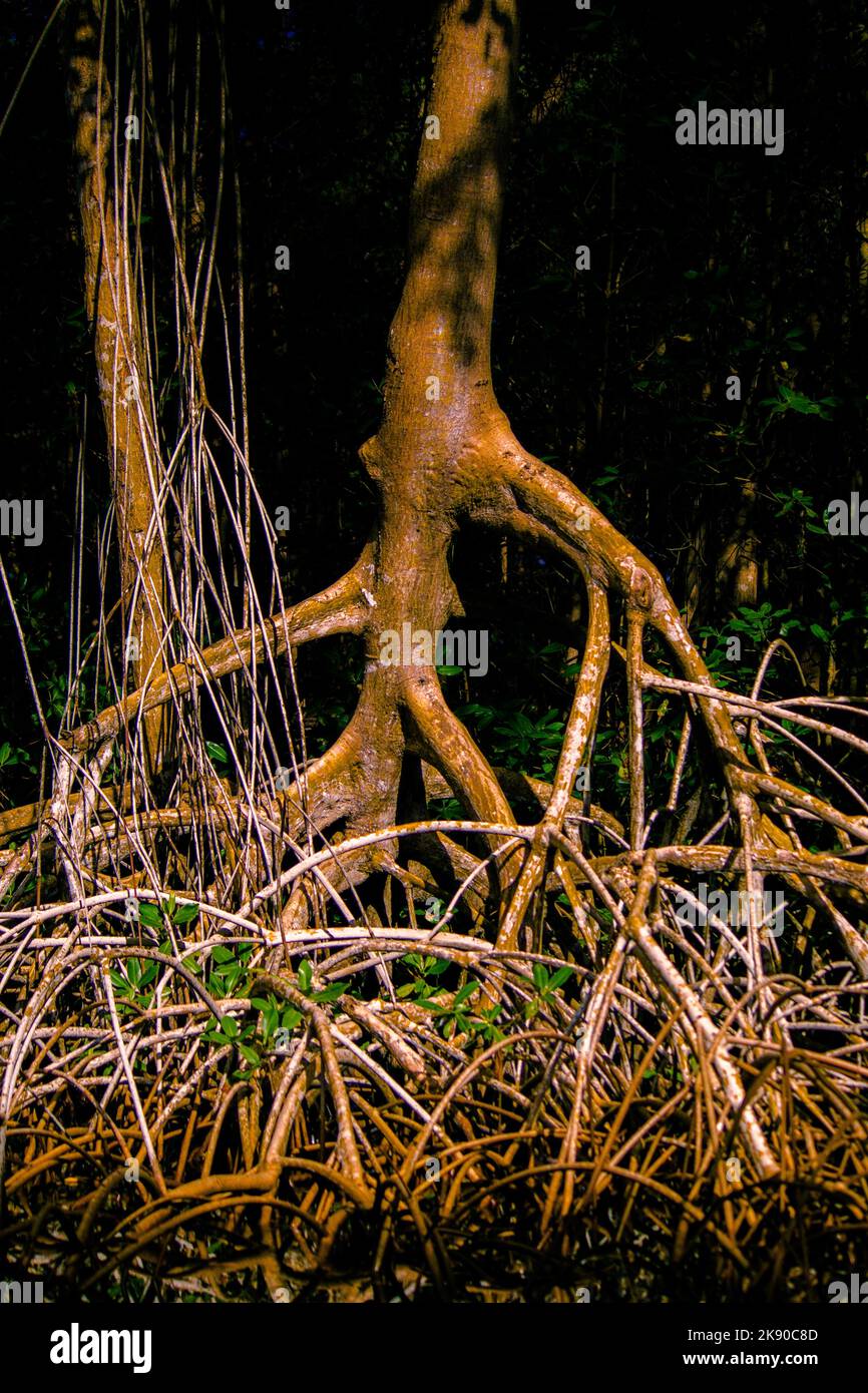 A vertical closeup shot of a tree with long extending roots above the ...