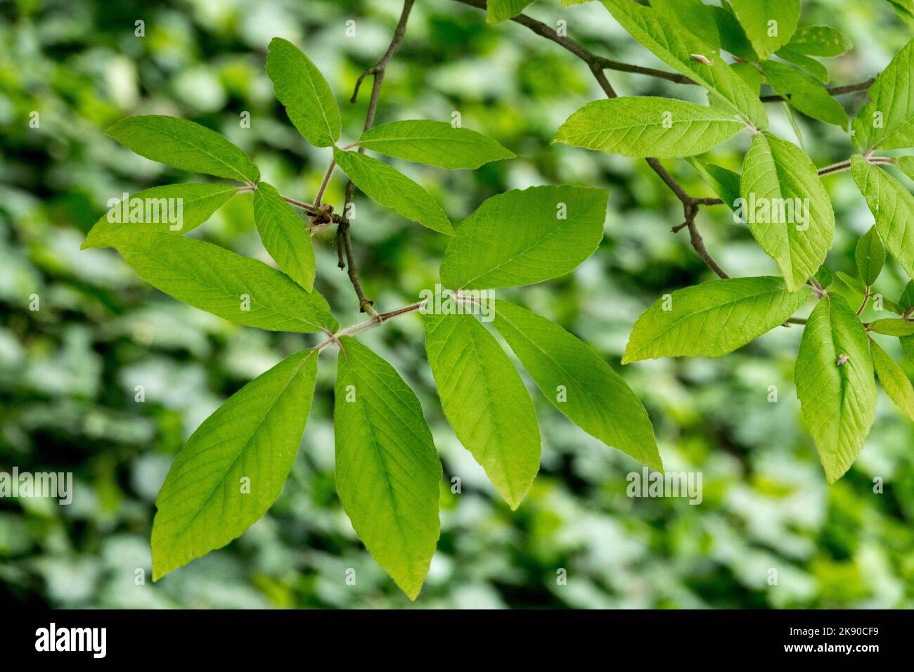 Nikko maple hi-res stock photography and images - Alamy