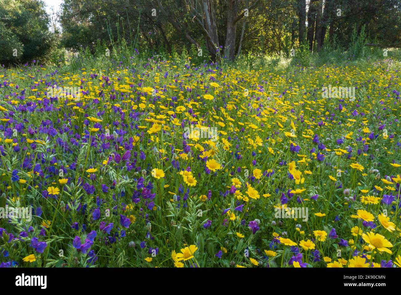 Wildflowers, Donana National & Natural Park, Andalusia, Spain Stock ...