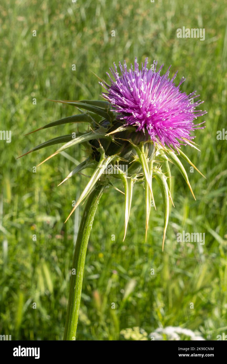 Wildflowers, Donana National & Natural Park, Andalusia, Spain Stock Photo - Alamy