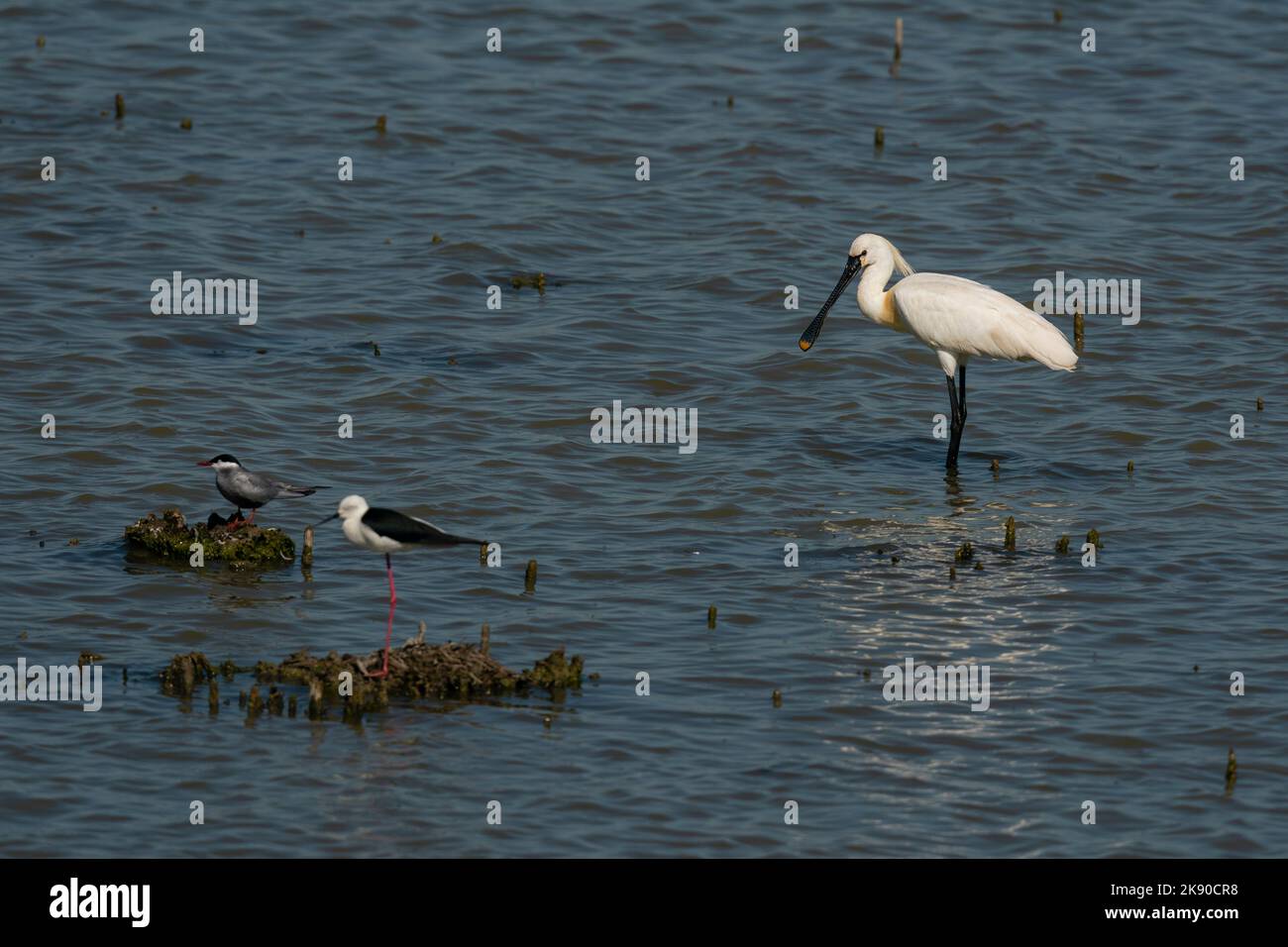 Eurasian Spoonbill (Platalea leucorodia) watches a Whiskered tern ...