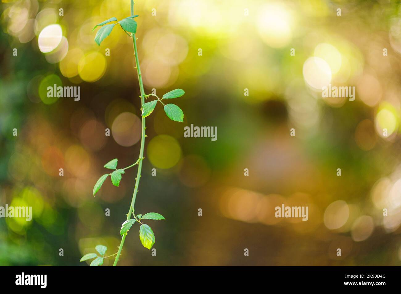 Bramble bush stem hanging with soft green and yellow countryside ...