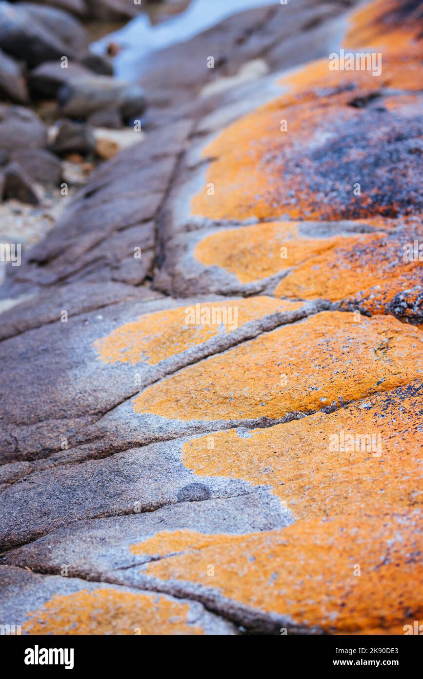 Detail of the iconic lichen covered rocks in the Bay of Fires at ...