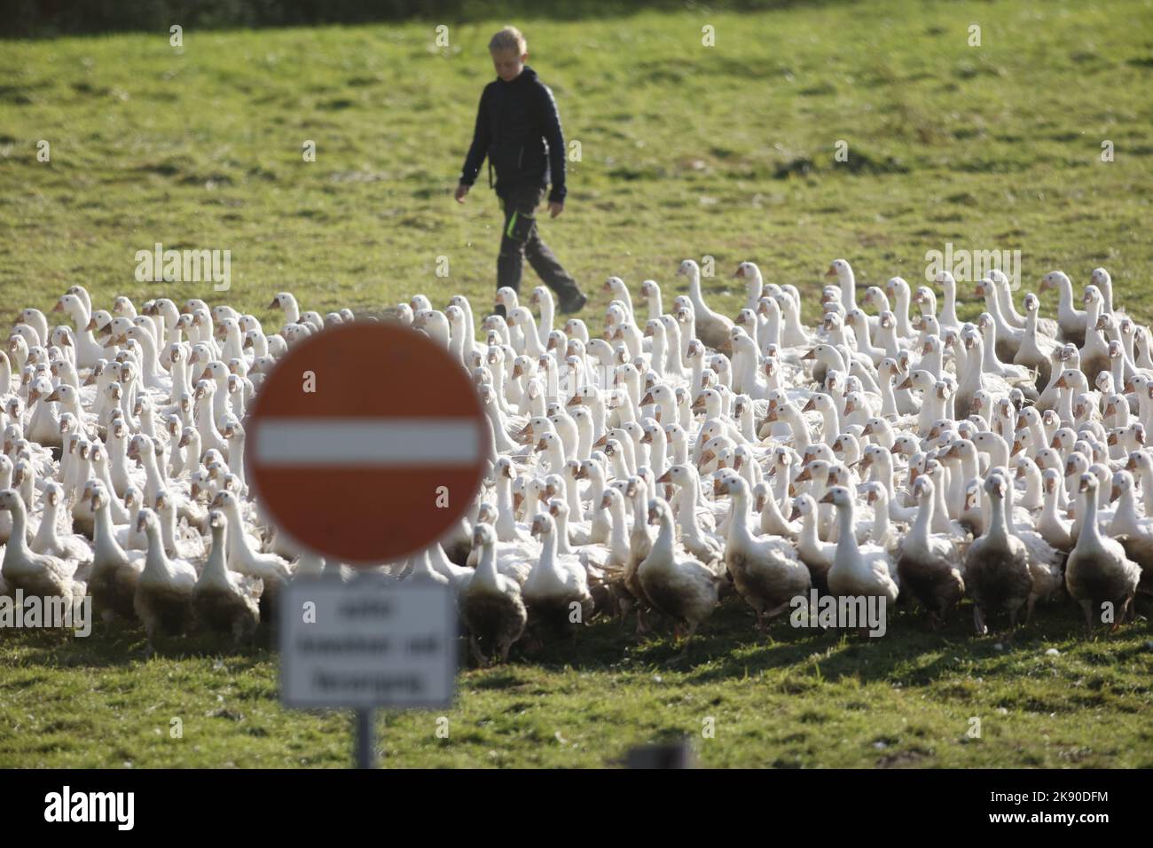 Veckenstedt, Germany. 25th Oct, 2022. Free-range geese grow up on the ...