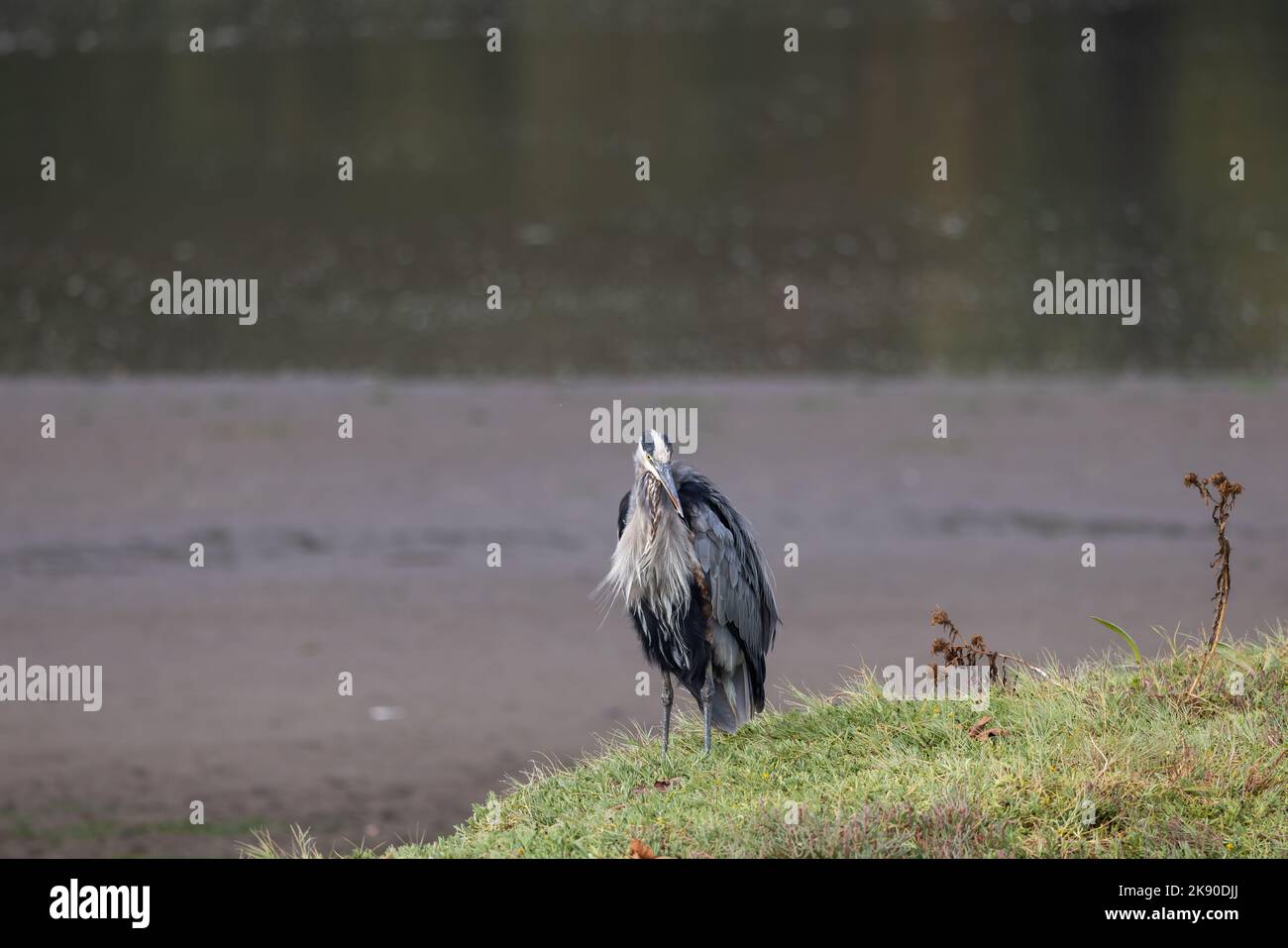A great blue heron with ruffled feathers standing on the shore at the ...