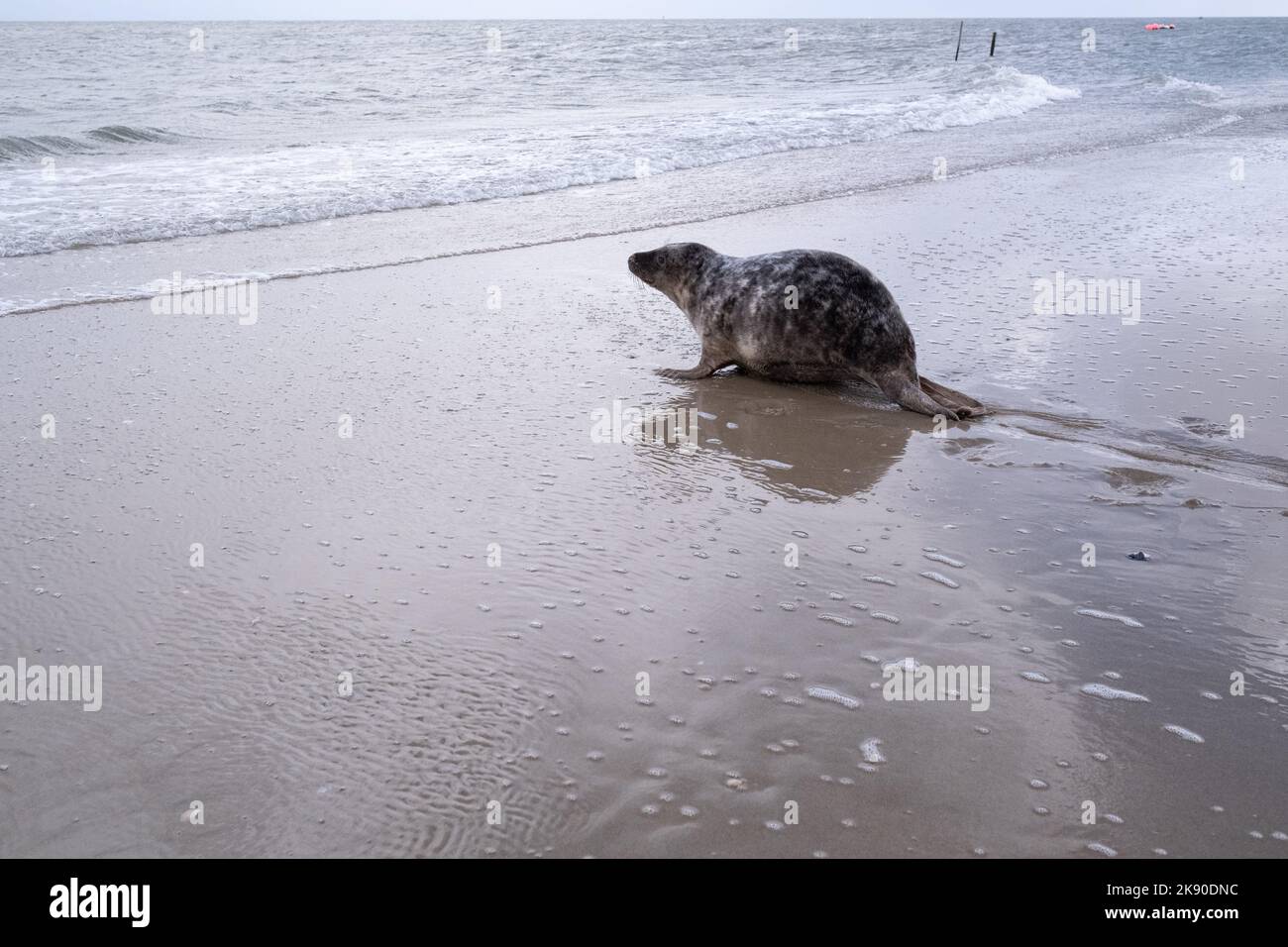 The Netherlands, Texel, 2022-02-25. Ecomare is a Dutch oceanographic ...