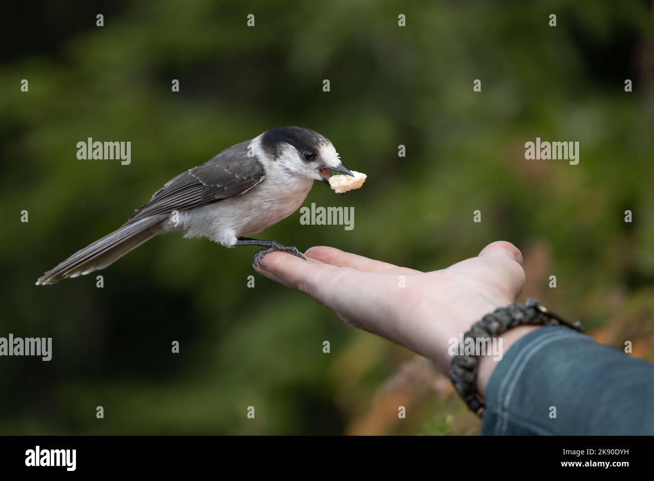 Perched on someones hand hi-res stock photography and images - Alamy