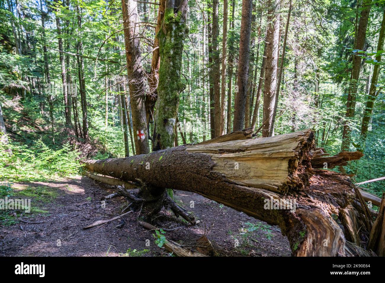 The broken trunk of a dead tree on the ground in a green forest on a ...