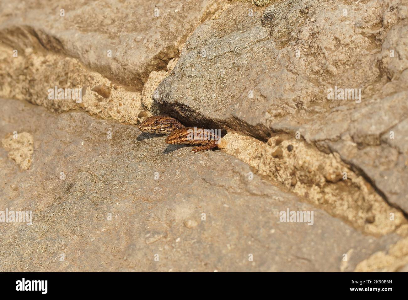 A beautiful shot of podarcis muralis - European wall lizards peaking ...