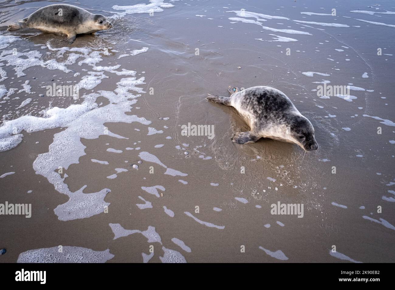 The Netherlands, Texel, 2022-02-25. Ecomare is a Dutch oceanographic ...
