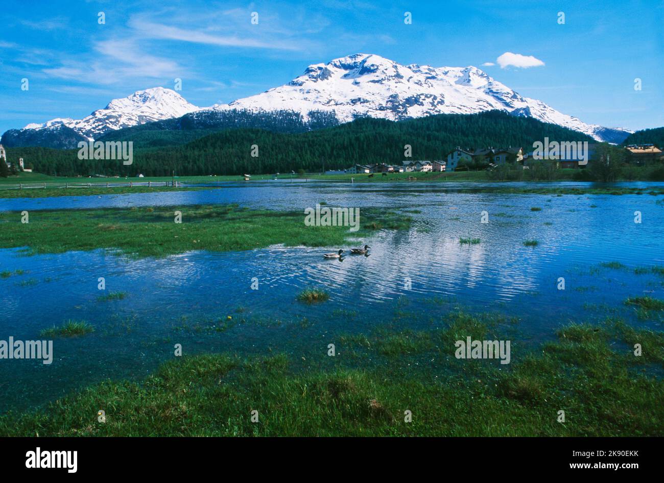 Naturschutz und Sumpflandschaft beim Golfplatz Samedan im Oberengadin ...