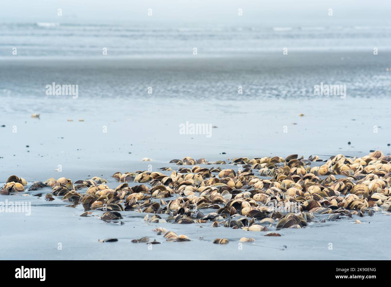 Arctic clam hi-res stock photography and images - Alamy