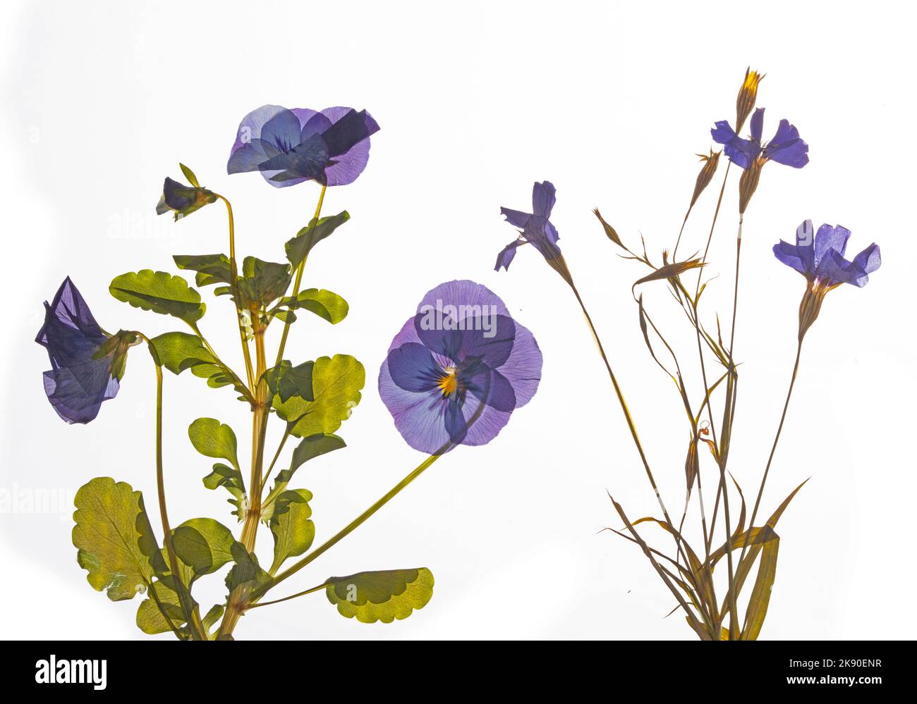 Pressed blue periwinkle flowers and blue pansy flower Stock Photo - Alamy
