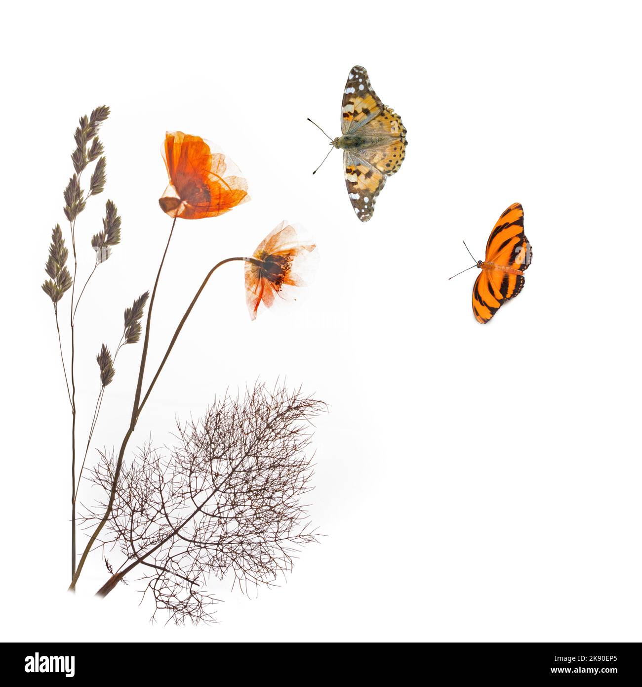 Orange pressed poppy and butterfly with two butterflies Stock Photo - Alamy