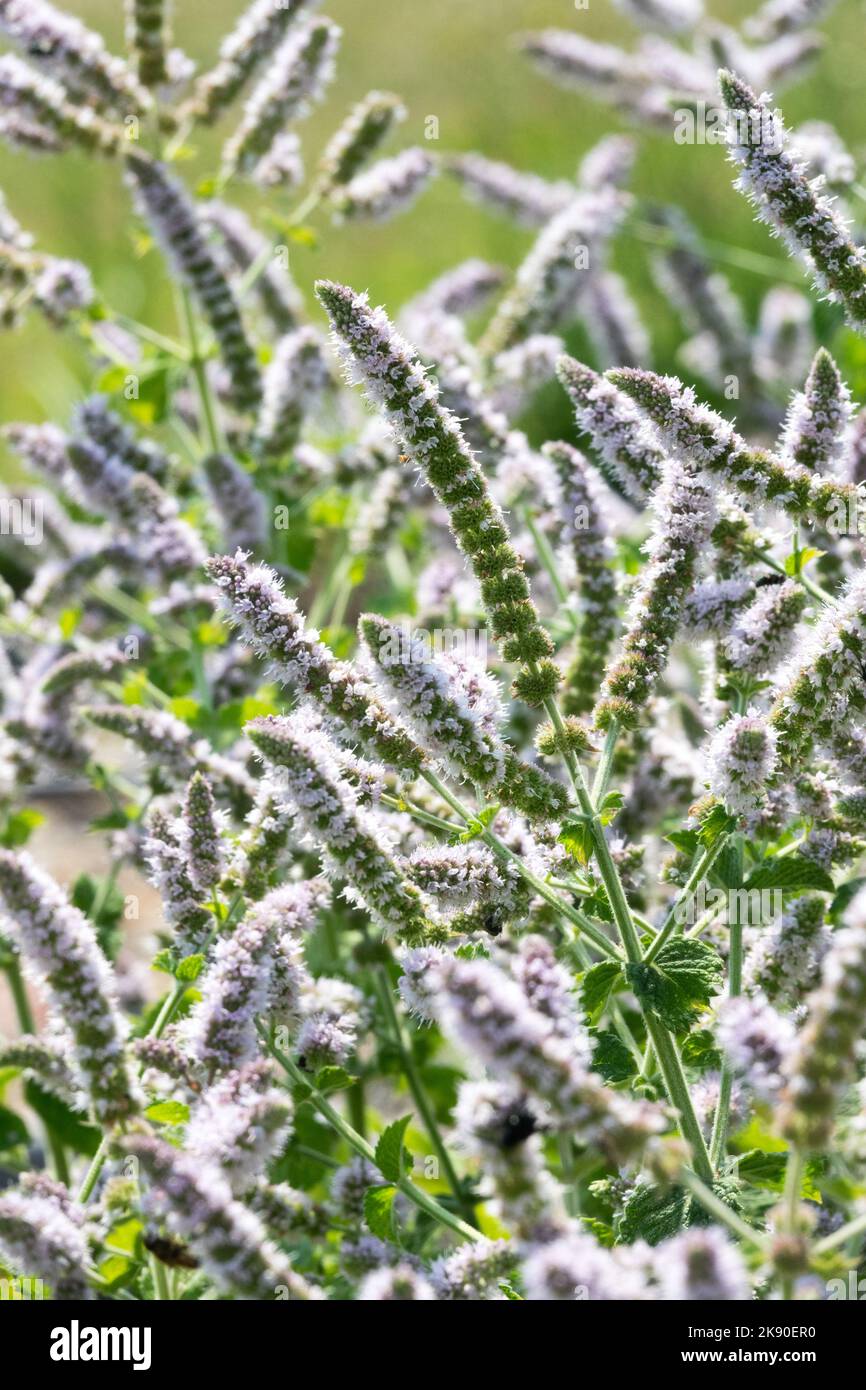 Round-Leaved Mint, Mentha x rotundifolia, Egyptian Mint, Garden, Mint ...