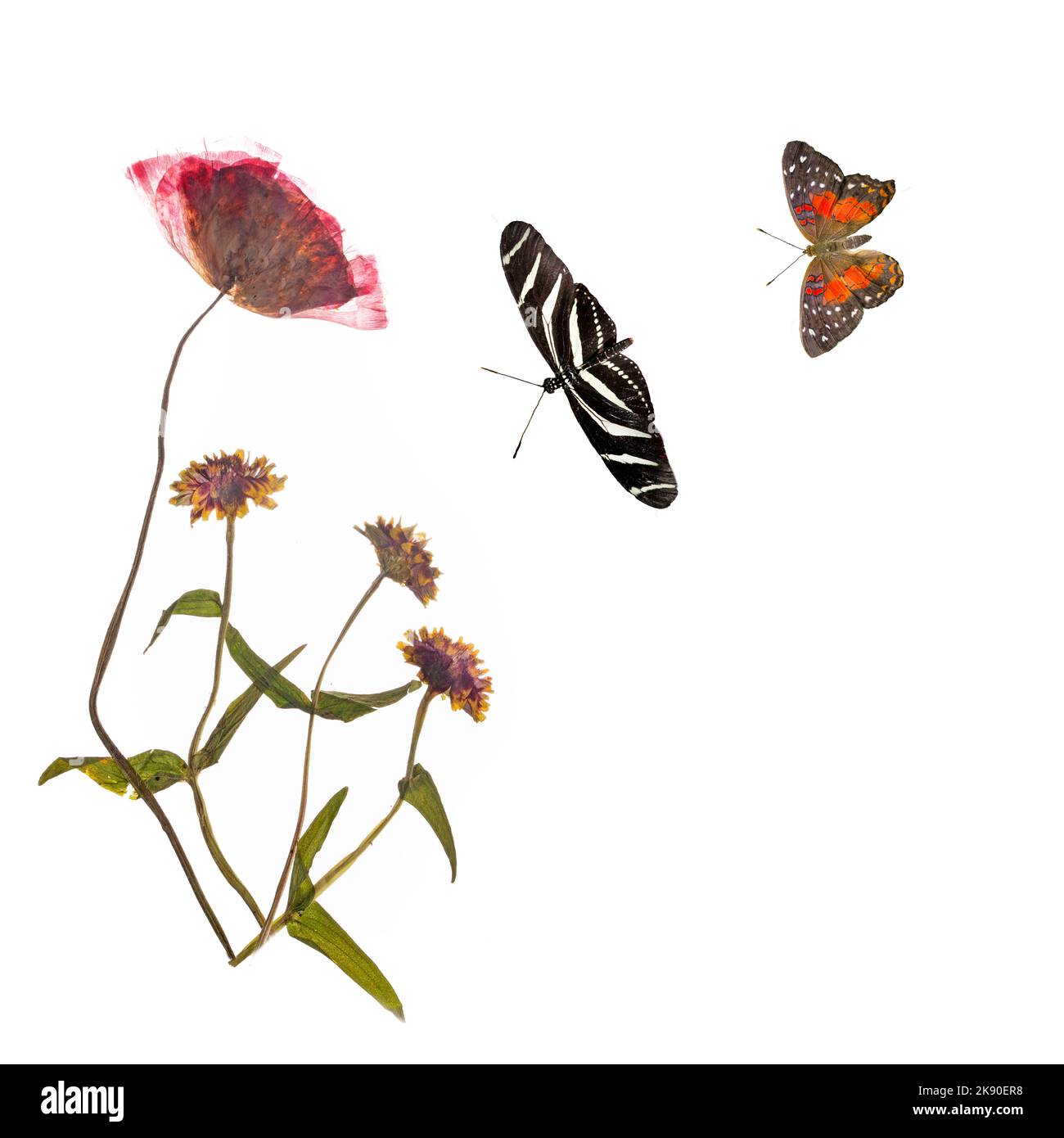 Red pressed poppy and annual flowers and butterflies Stock Photo - Alamy