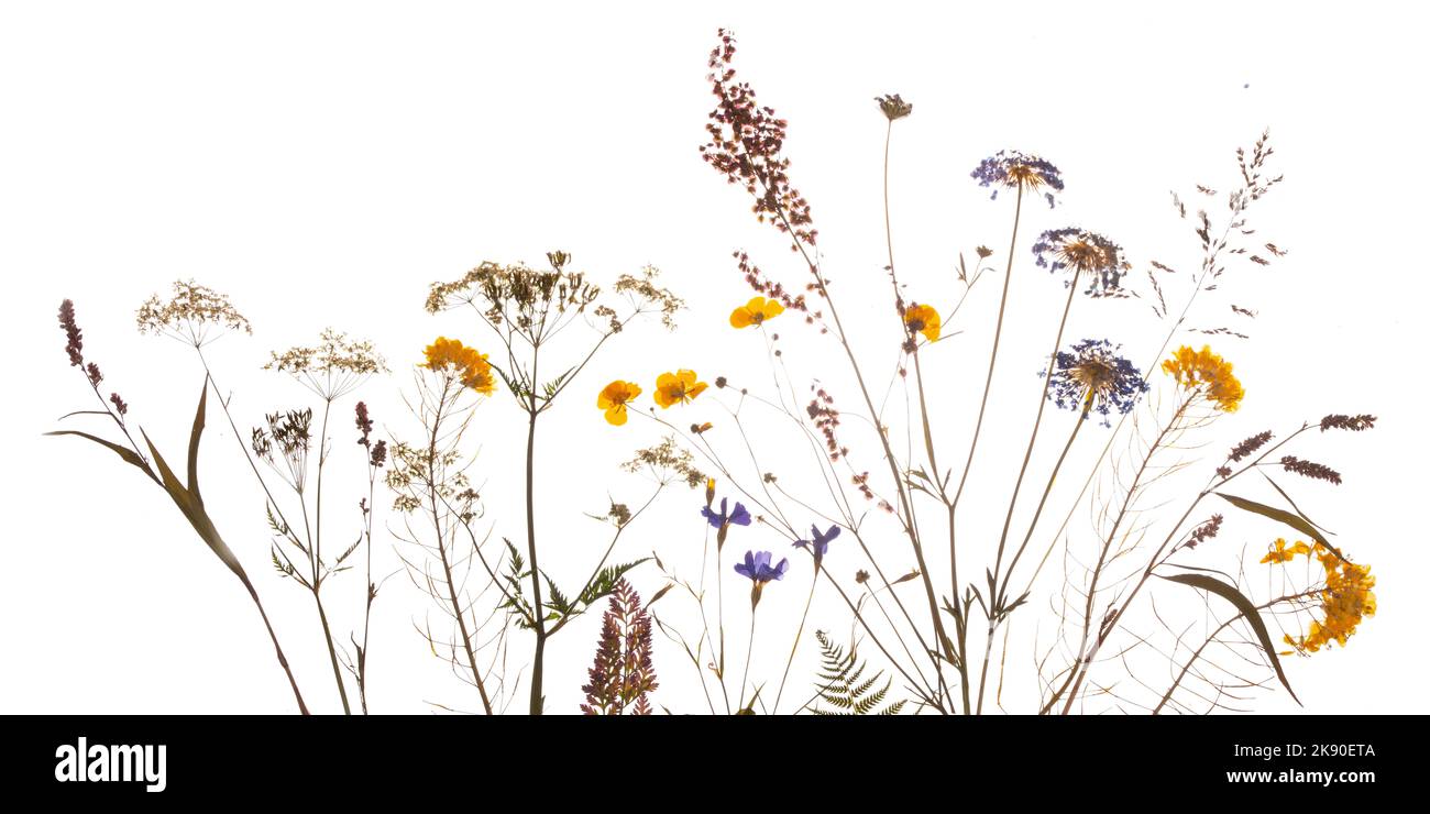 Dried yellow and blue field flower composition of pressed flowers Stock ...