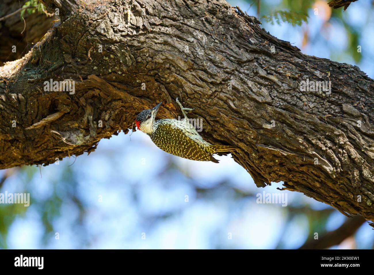 Golden-tailed woodpecker, Campethera abingoni, perched and pecks on ...