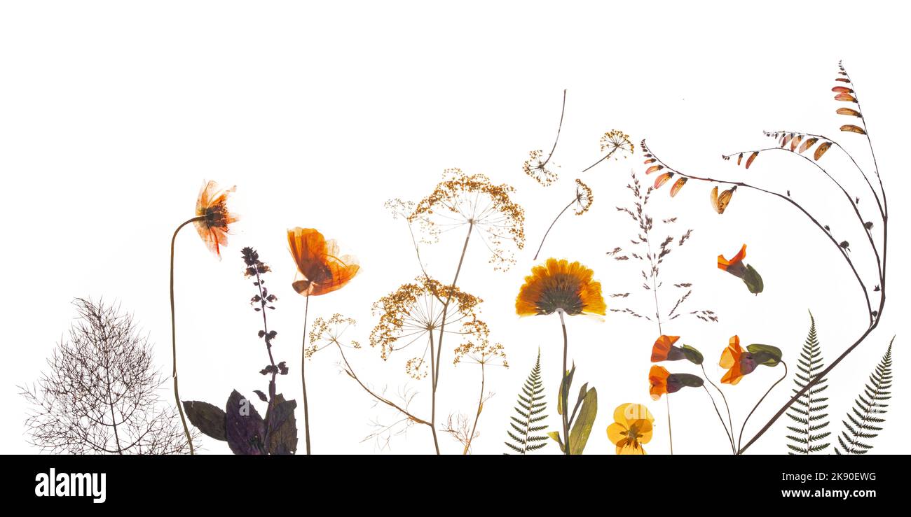 Pressed spring and summer flowers, yellow and green Stock Photo - Alamy