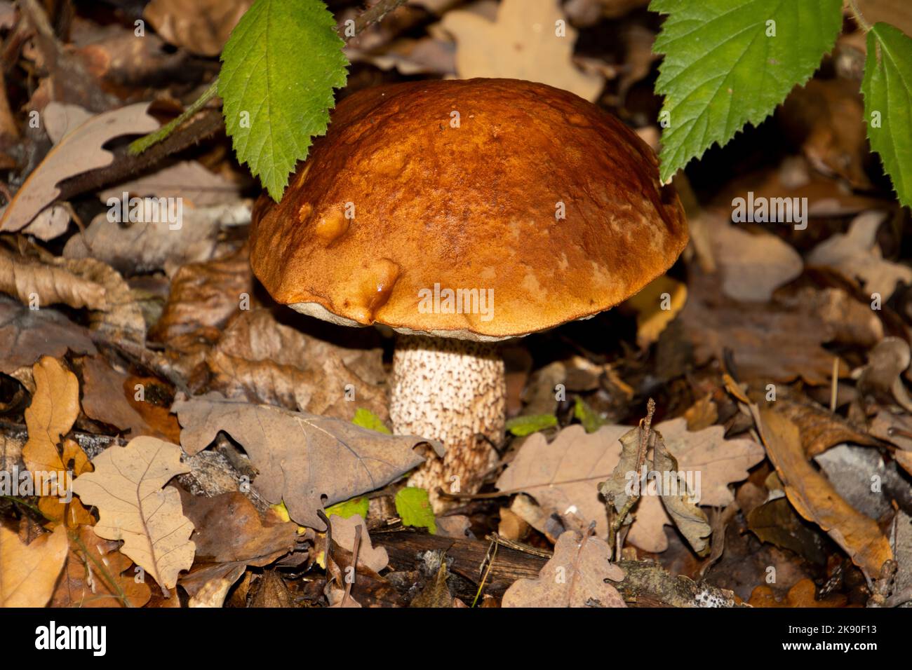 Cep or Boletus Mushroom growing between brown autumn leaves in the ...