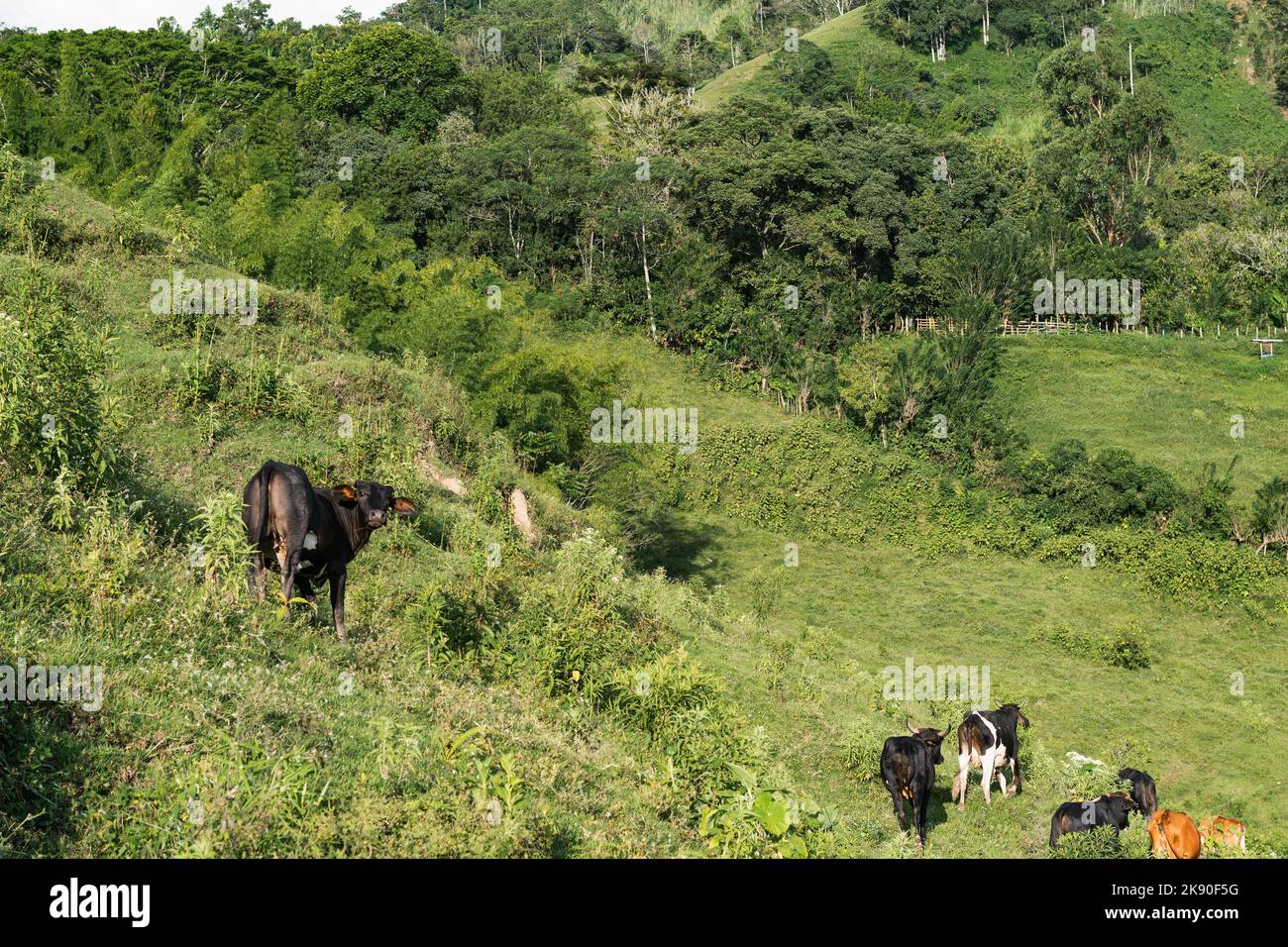 black cow grazing on a green mountainside. Bos taurus looking back ...