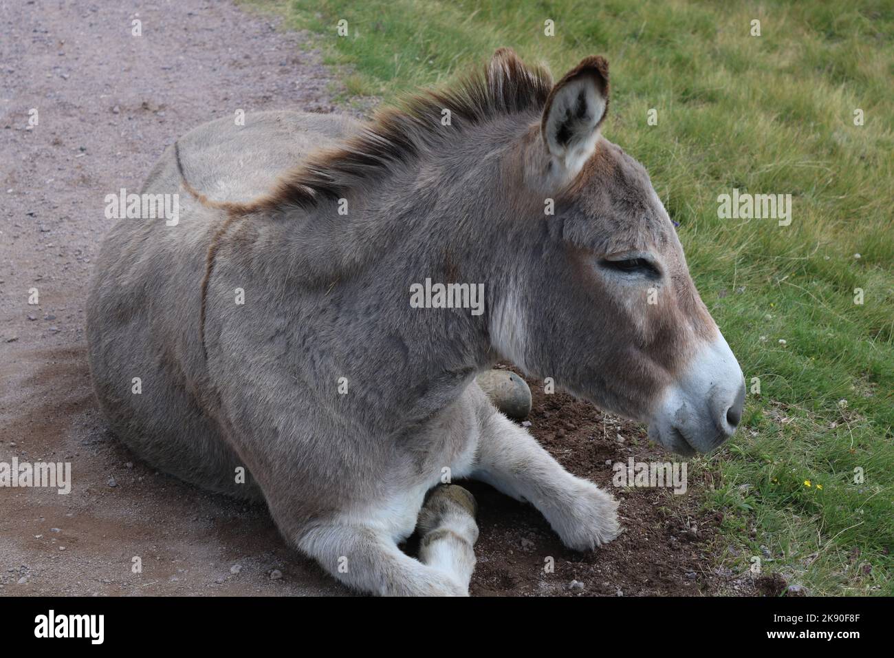 Donkey lying on grass hi-res stock photography and images - Alamy