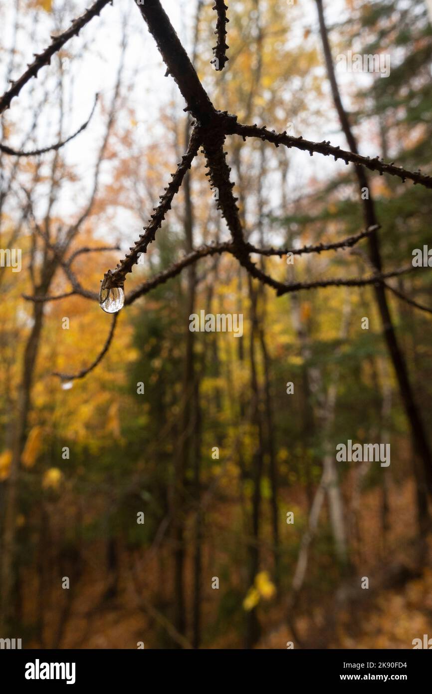 Raindrop hanging on a pine tree branch in autumn, Franconia Notch State ...
