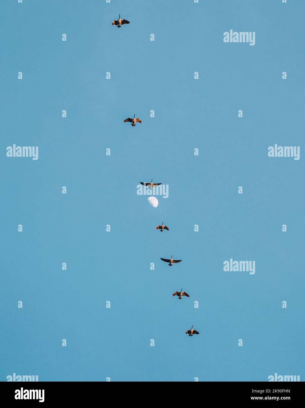 A row of birds flying in clear blue sky with white half-moon in the ...