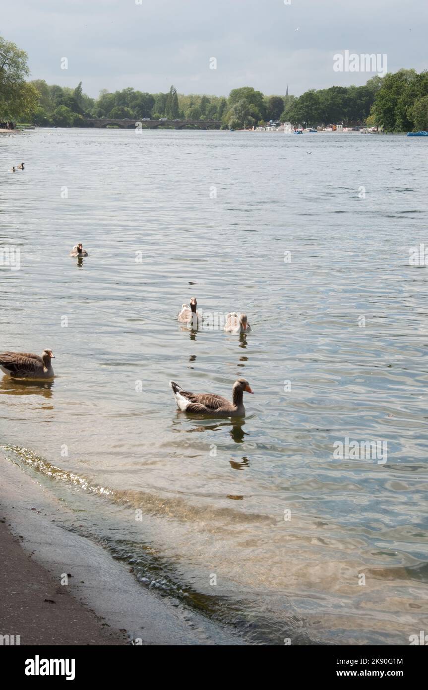 Ducks on The Serpentine, Hyde Park, London, UK Stock Photo - Alamy