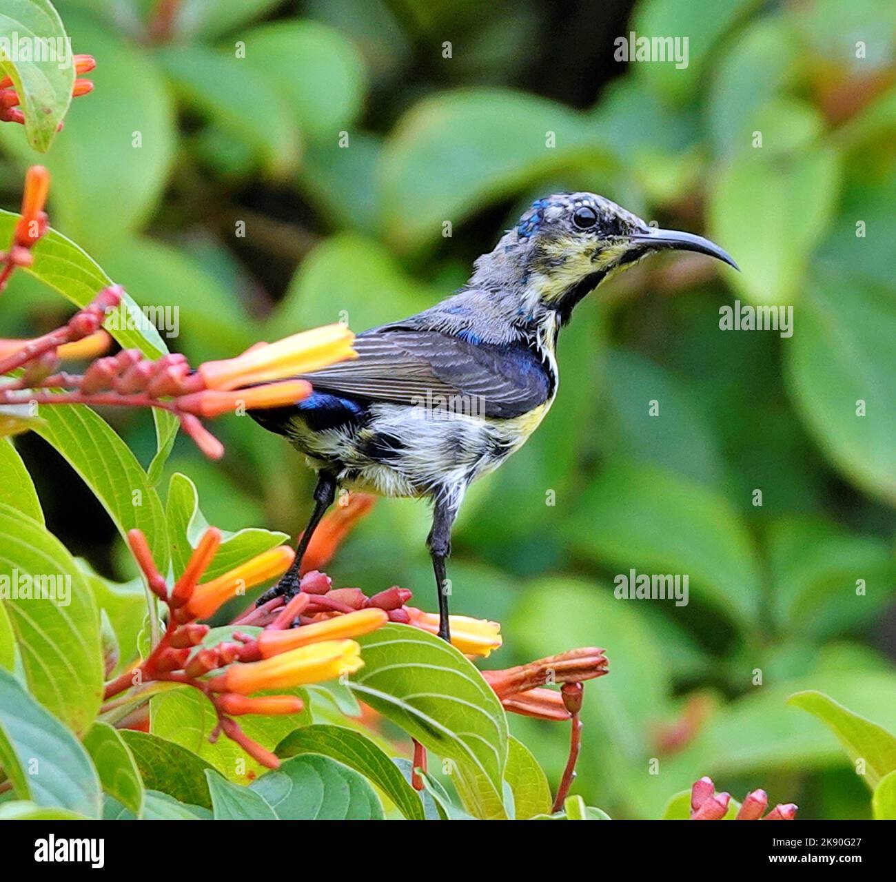 A closeup shot of a Purple sunbird on a tree in a garden Stock Photo ...